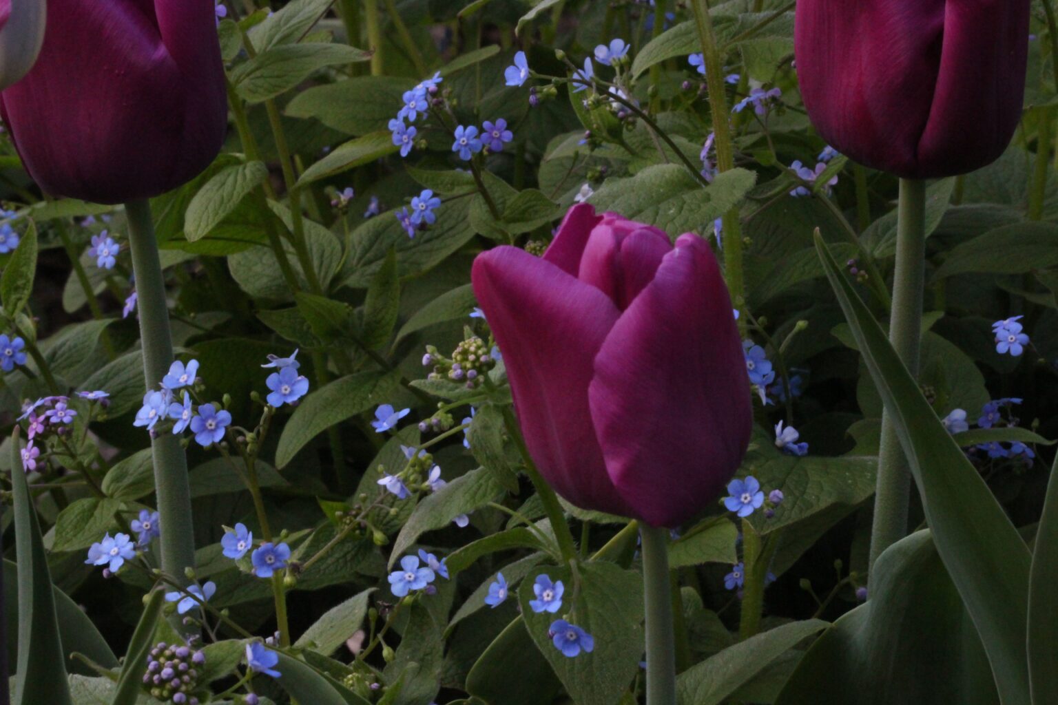 Greenleaf's Garden Design